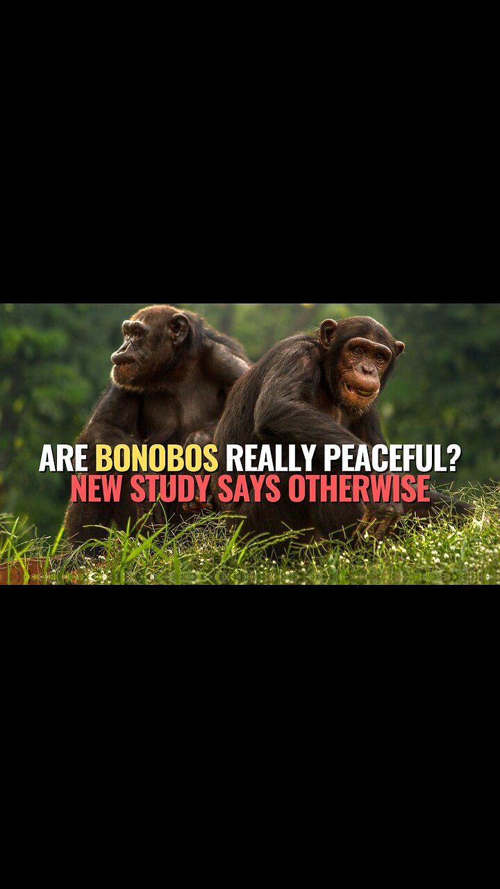 Are Bonobos Really Peaceful? New Study Says Otherwise