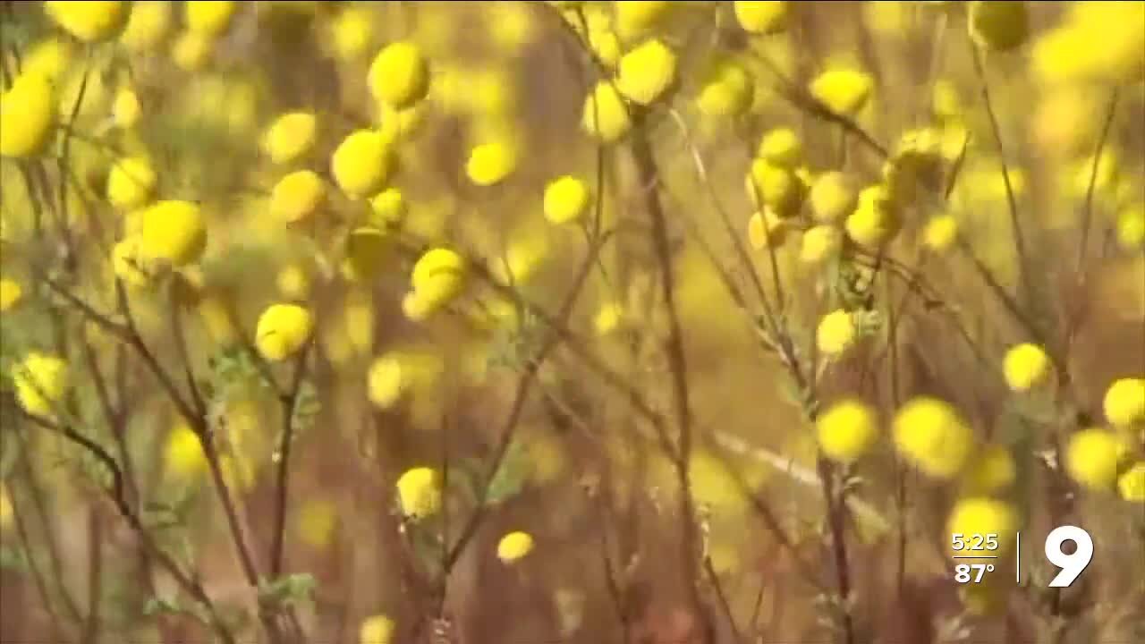 Invasive stinknet causees fire danger, crowds out native plants