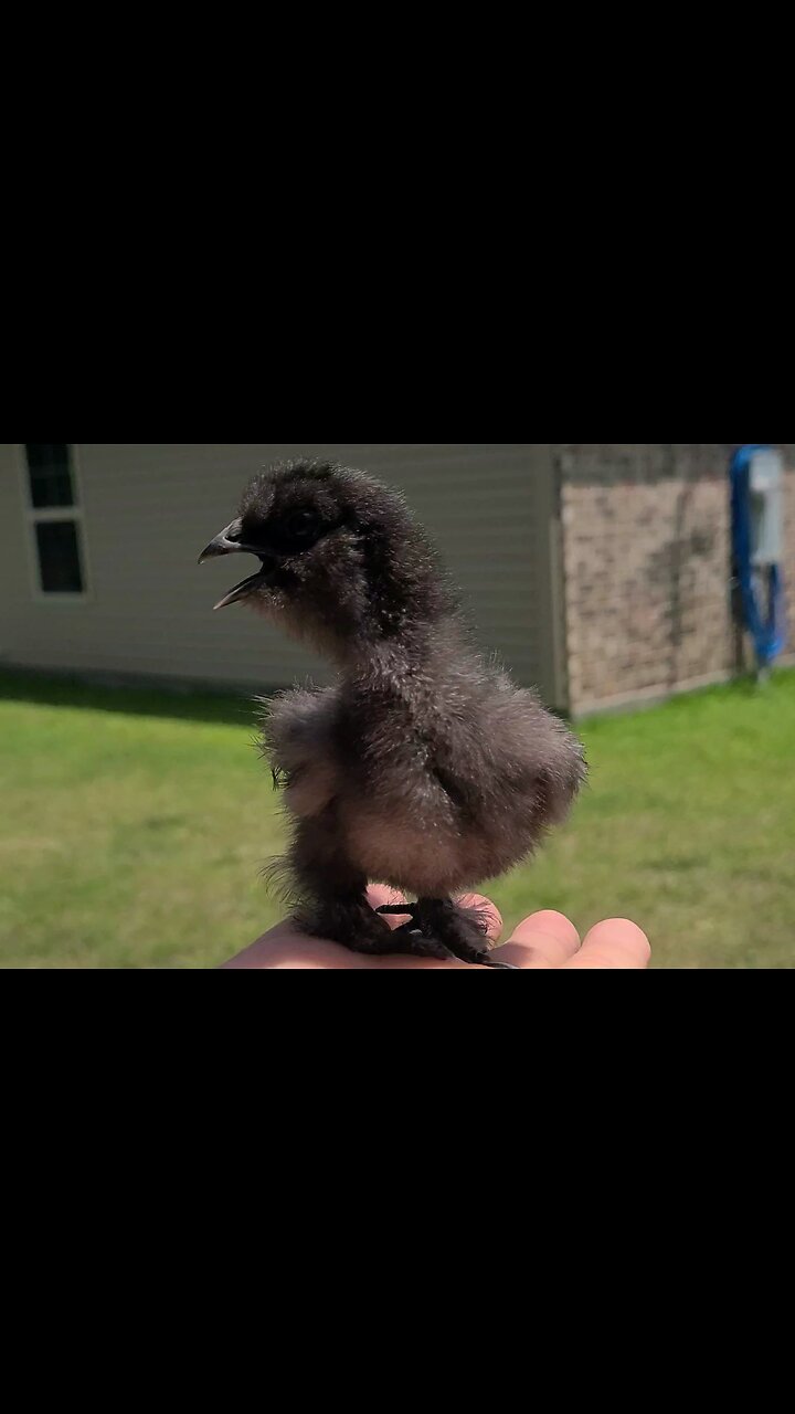 Baby chick takes first flight!