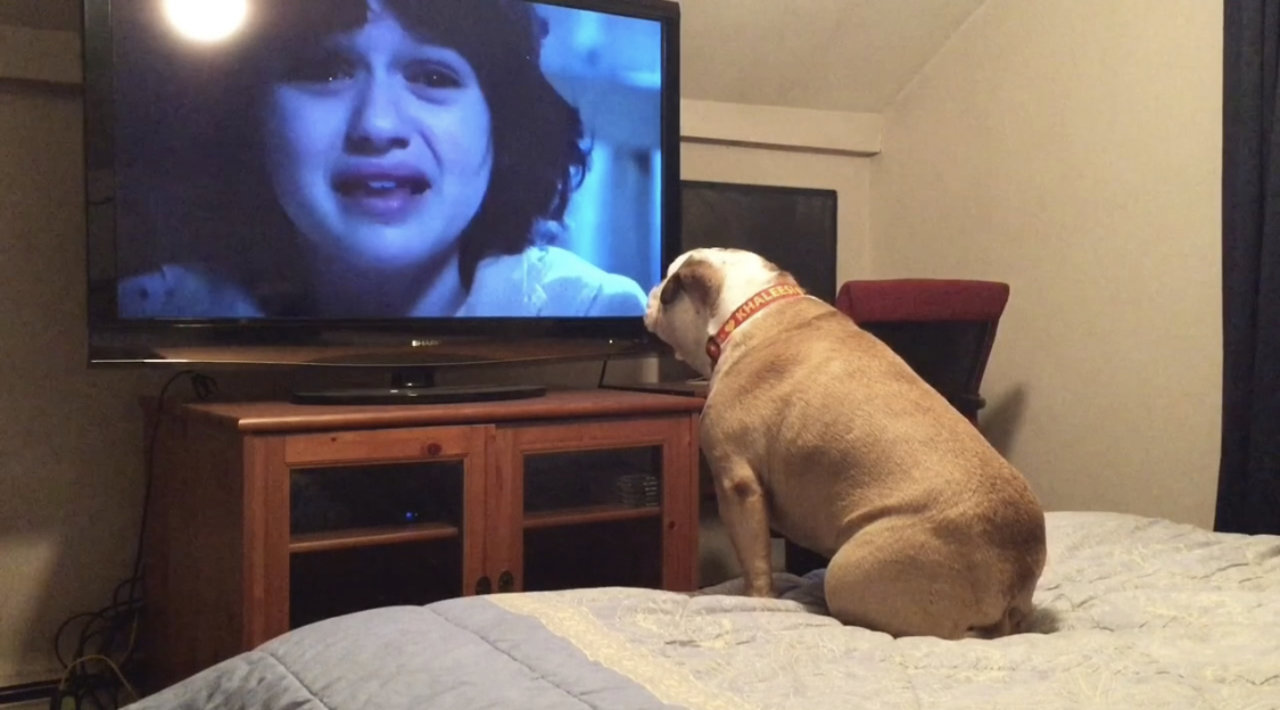 Bulldog Watches A Horror Movie, Does Something INCREDIBLE During Scary ...