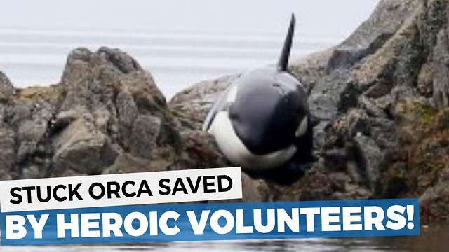 This Orca Was Stuck And Crying For Hours, But A Group Of Strangers ...