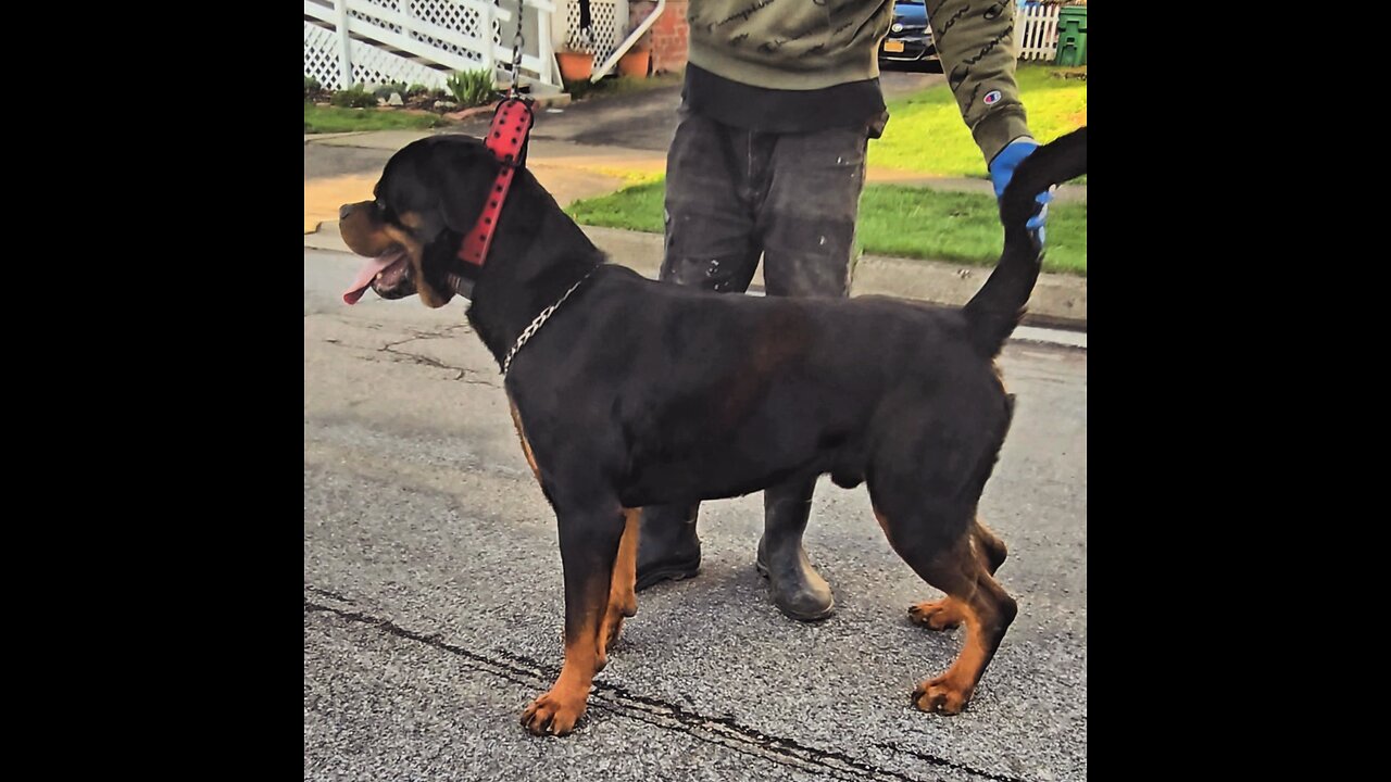 Doneyuno_Rotties