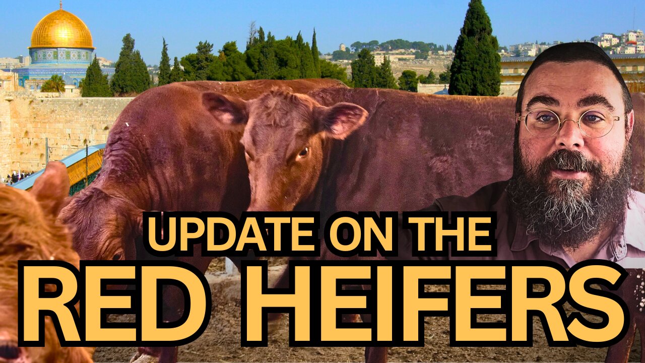 Witnessing History: THE RED HEIFERS IN ISRAEL. Is this a sign of the ...
