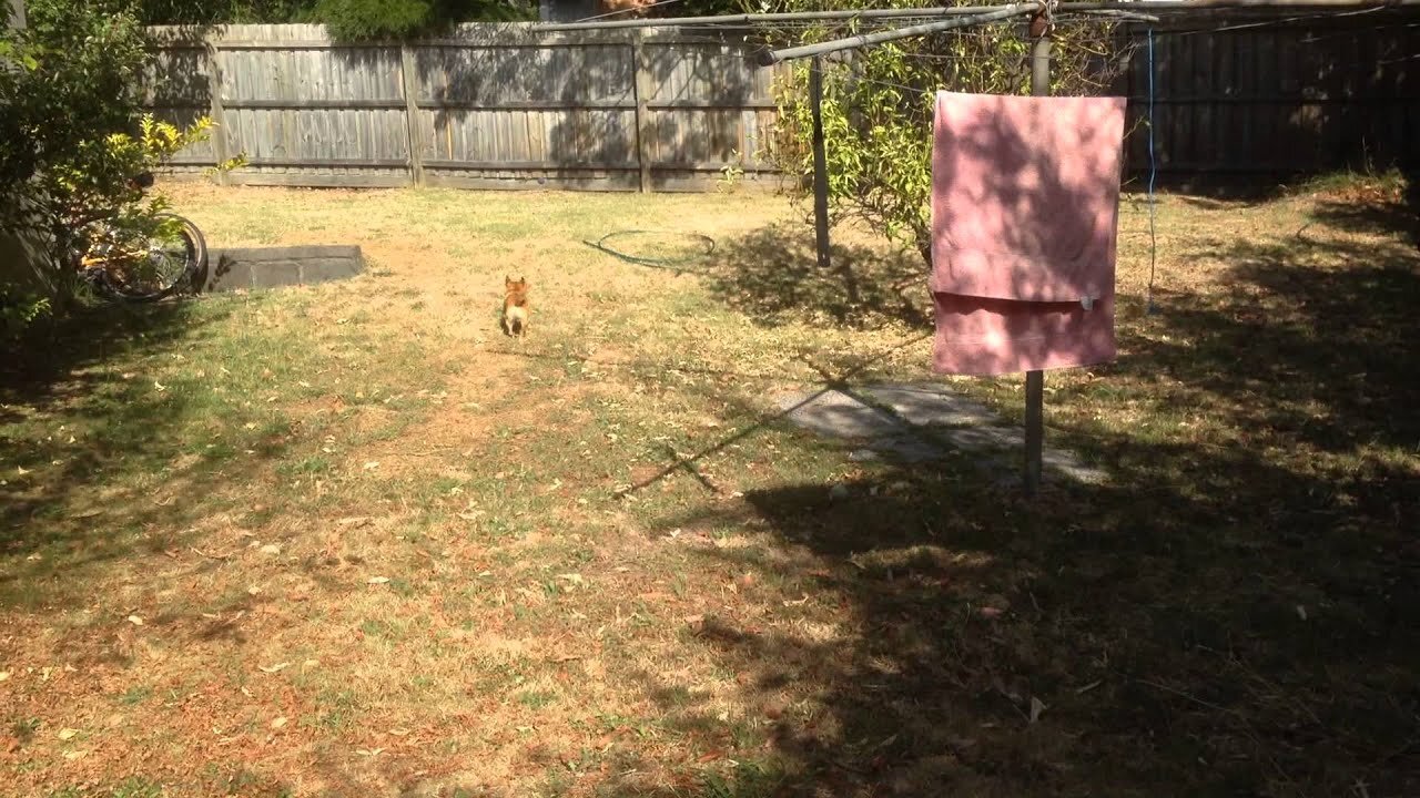 Elise having a ball - 1