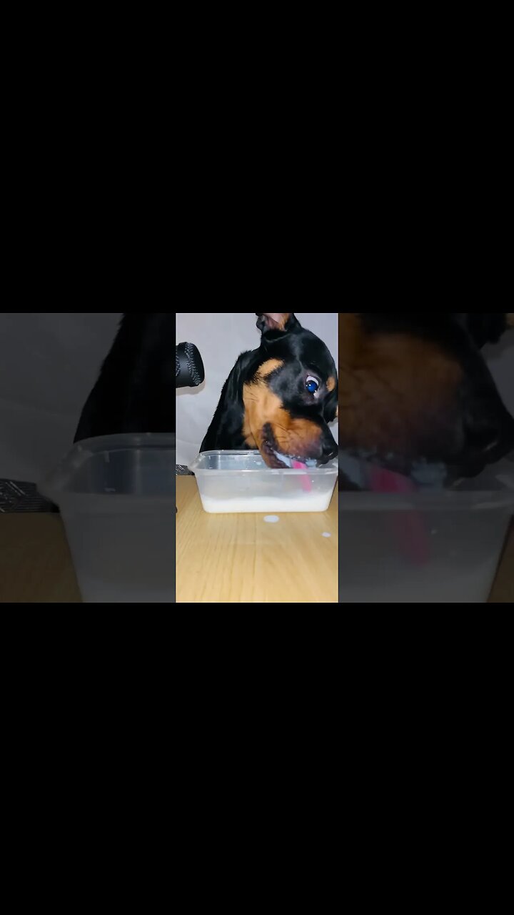 ASMR PUP ROCK EXCLUSIVE (MUST WATCH) [4K] #relax #asmr #shorts #short