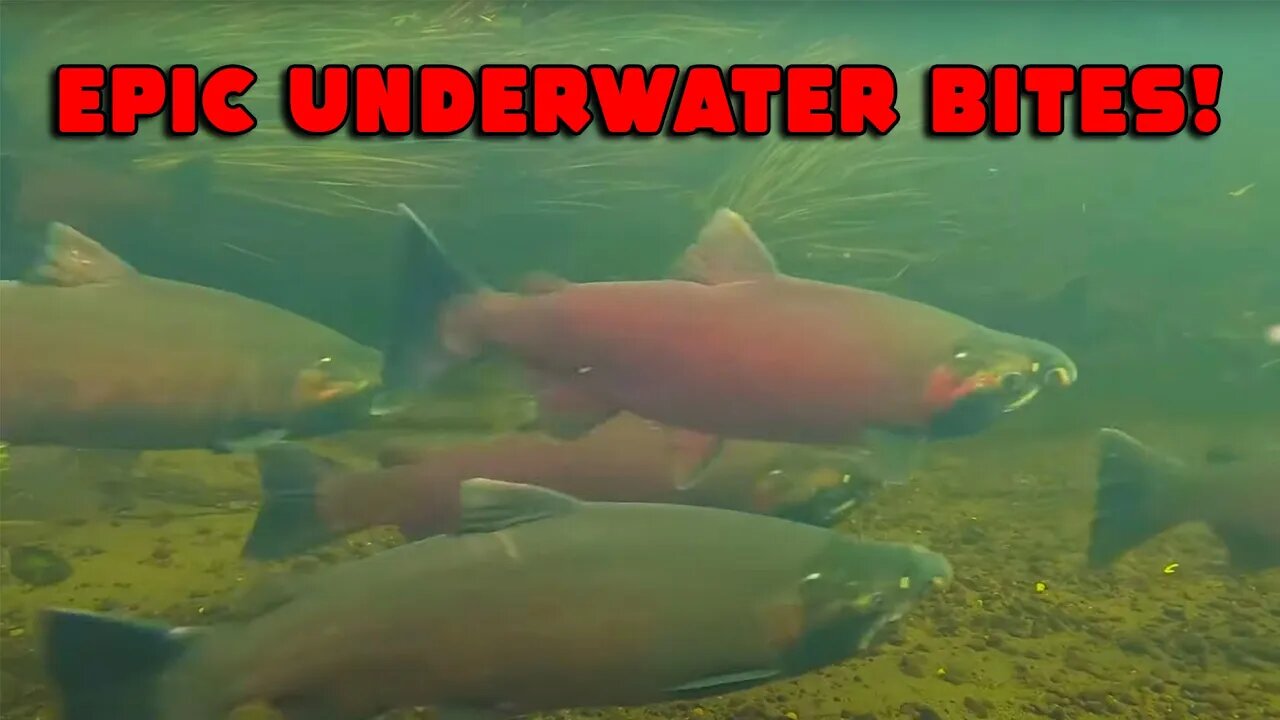 EPIC 12 Minutes Of TWITCHING For Coho Salmon! CRAZY Underwater Bites ...