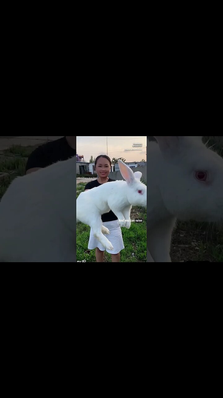 Gigantic Bunnies?! Meet the Flemish Giant Rabbit