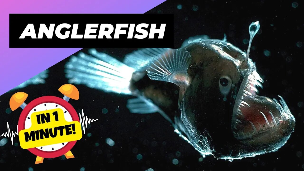 Anglerfish - In 1 Minute! 🐠 The Terrifying Light of Deep-Sea! | 1 ...