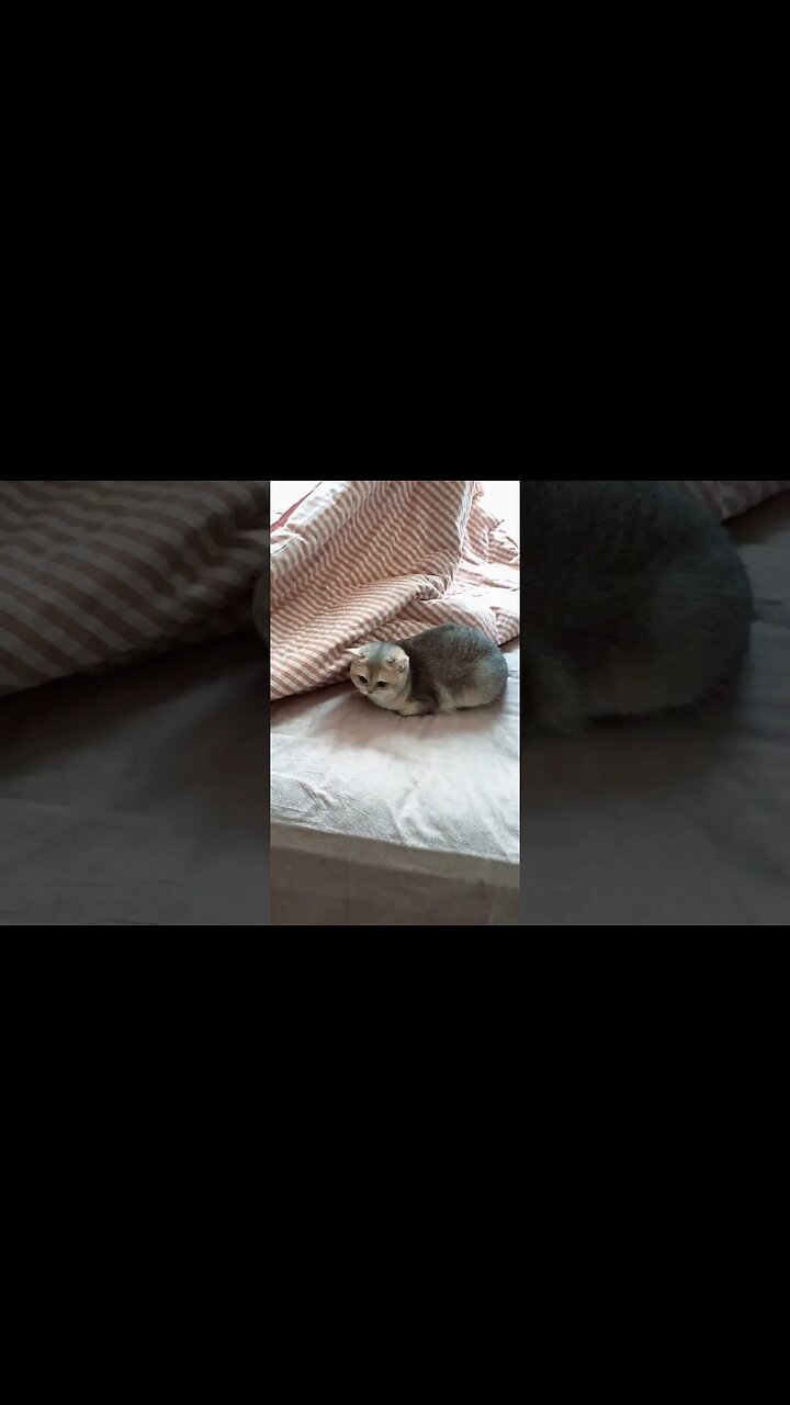 CAT VIDEO