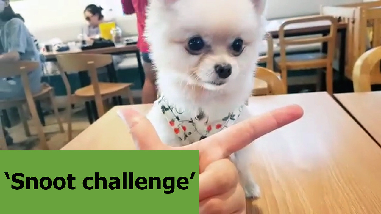 Pomeranian loves to perform the 'snoot challenge'