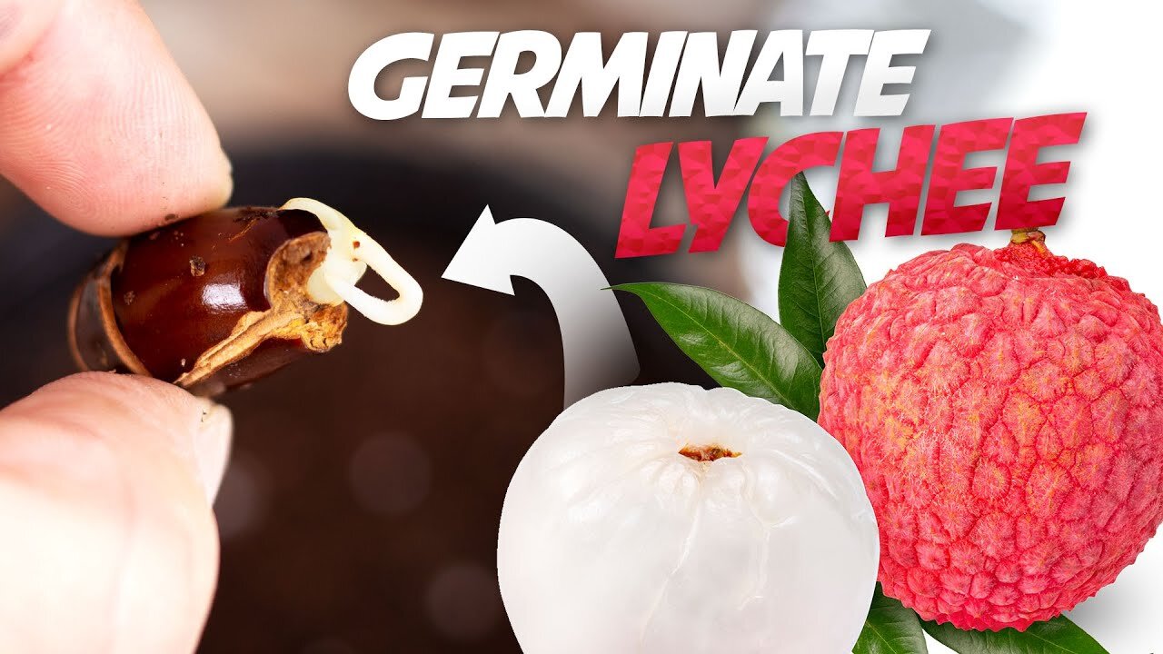How To Grow Lychee Plant from Seed - Germinate Lychee Seed Successfully ...