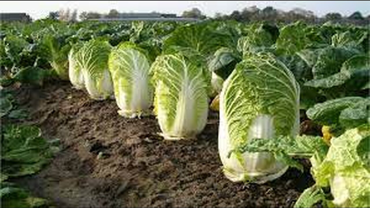 Beautiful Chinese Cabbage Farm and Harvest in Japan - Japan Agriculture ...