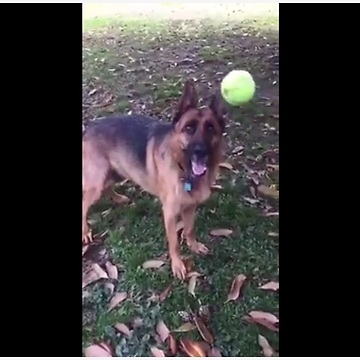 Clumsy Dog With Poor Fetch Skills Struggles To Catch A Tennis Ball