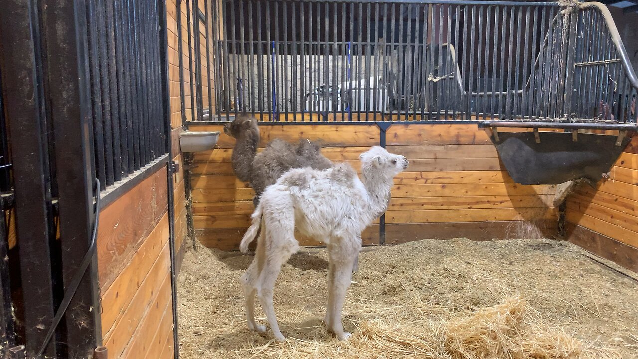 Baby Milo and Phyllis at 3 weeks old
