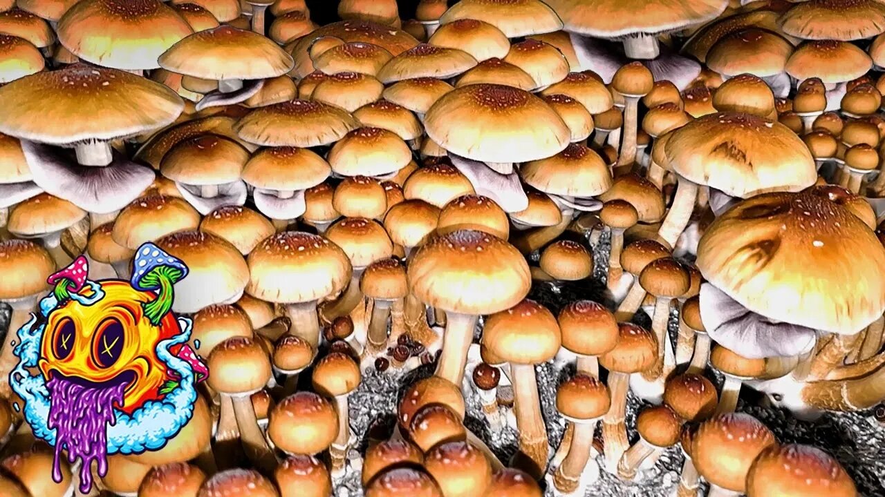 Spore To Flush - North Spore Boomr Bag Season 2 | Complete Beginner's ...