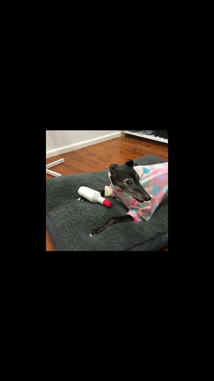 Elsa the disabled greyhound needs a cuddle 🥰