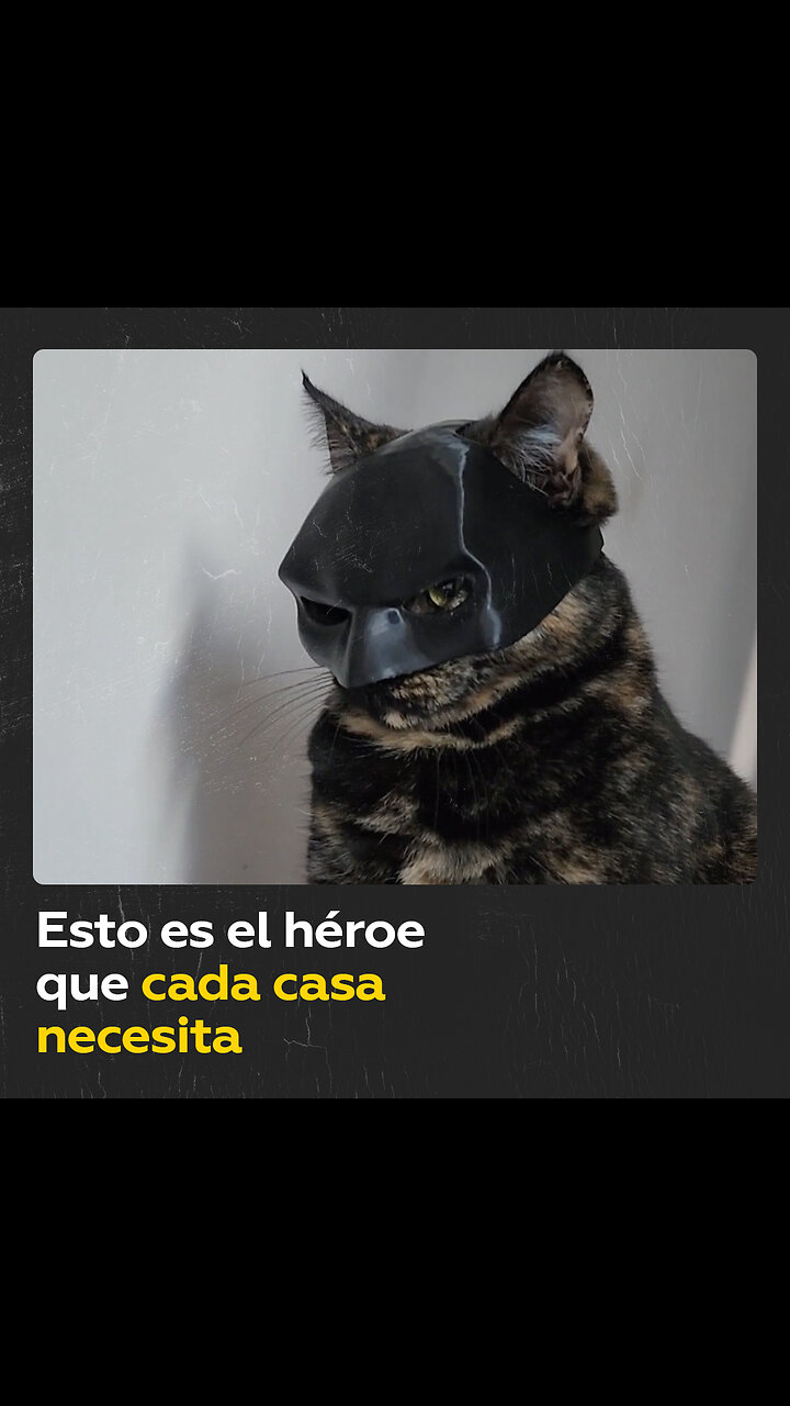 ‘BatCat’ conquista la red y los corazones de los internautas