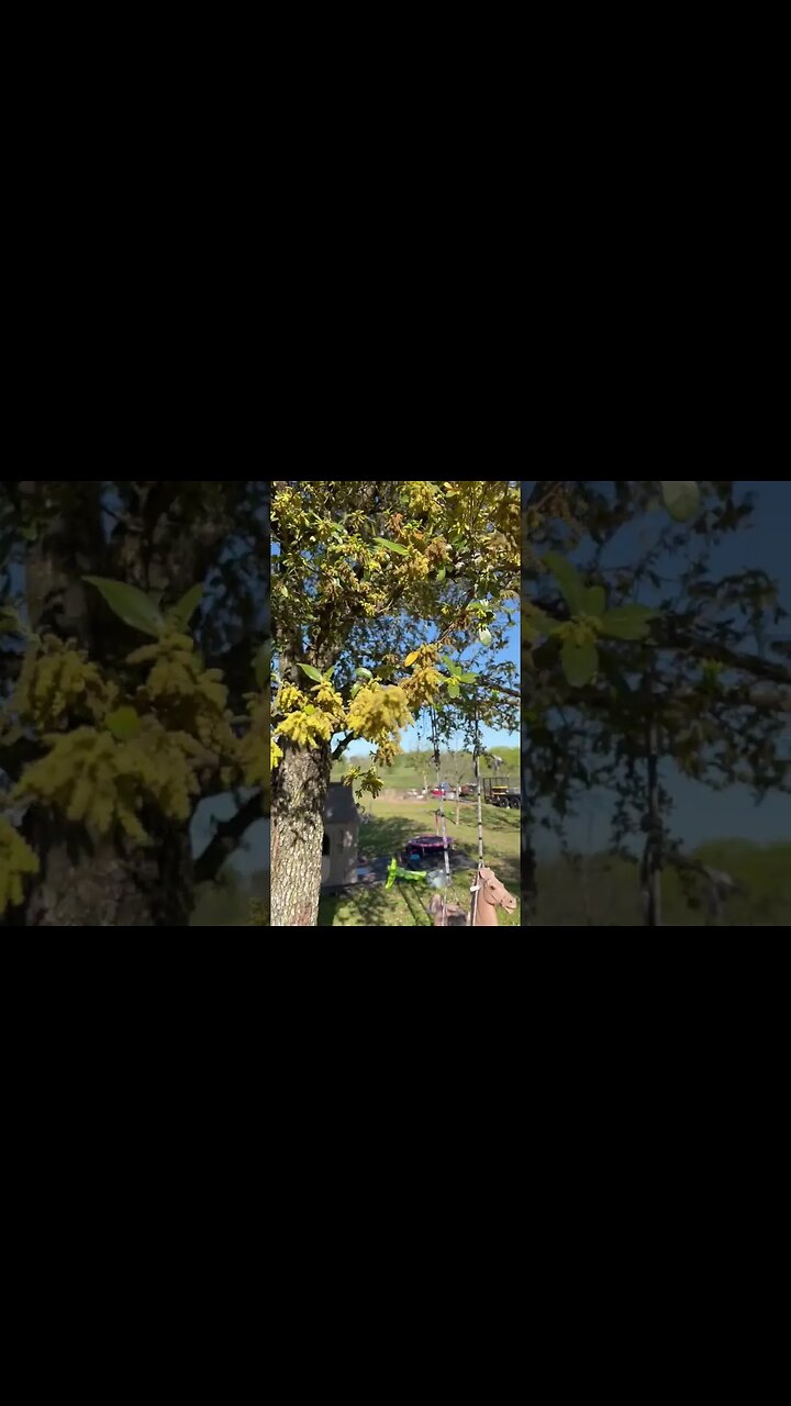 Our Live Oak Trees are Buzzing with Honey Bees Gathering Pollen!