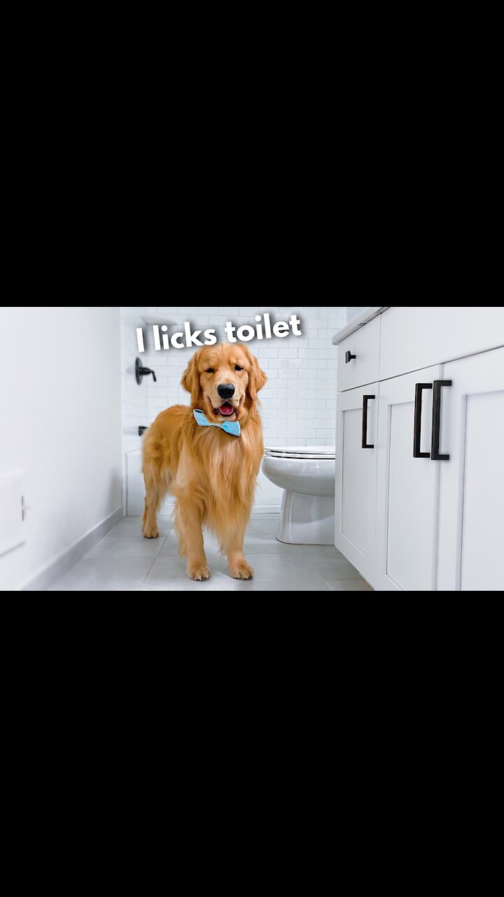 Weird Things My Dog Does That Don T Make Sense