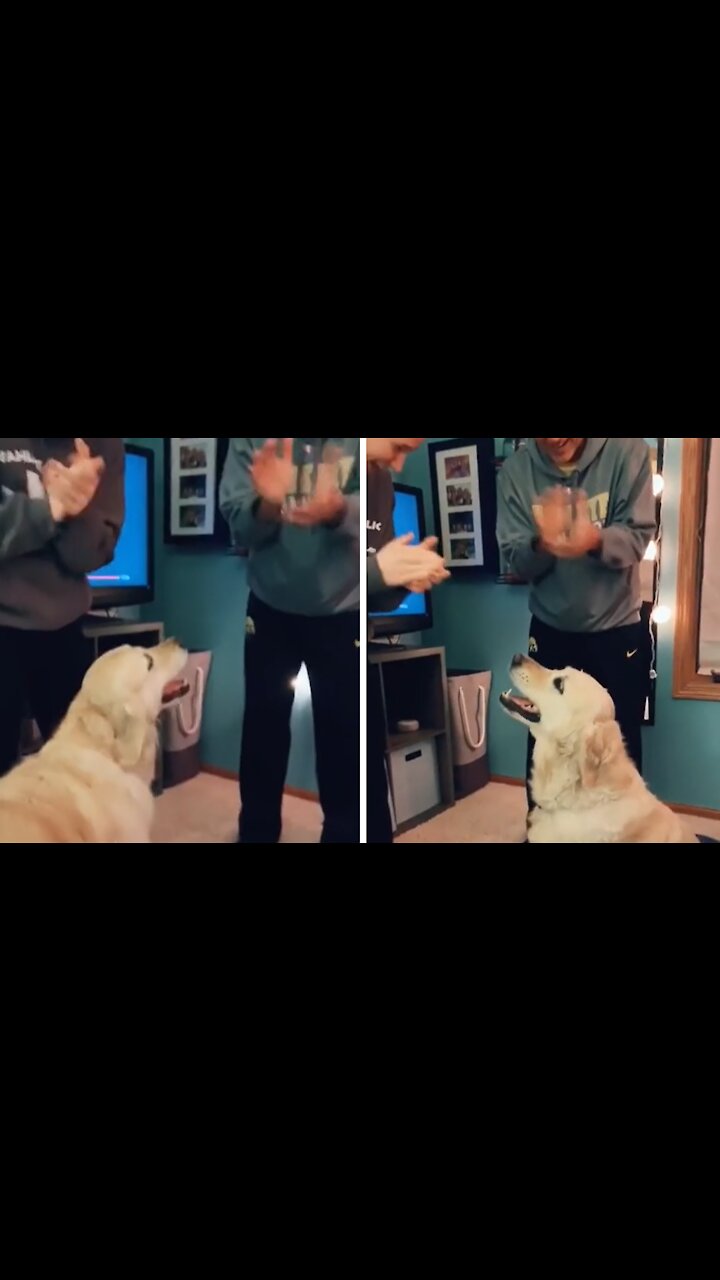 Owners make dog happy by randomly applauding for no reason