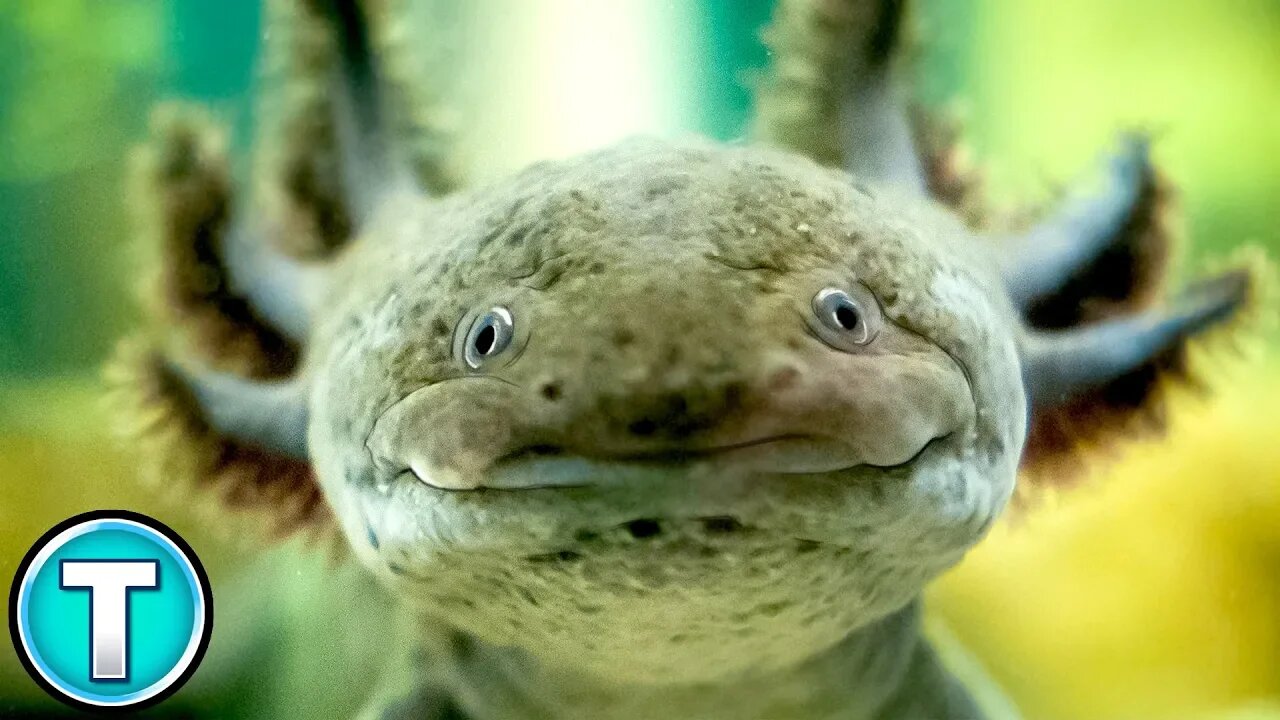 Axolotl Facts: Popular Pet? Critically Endangered? | World's Weirdest ...