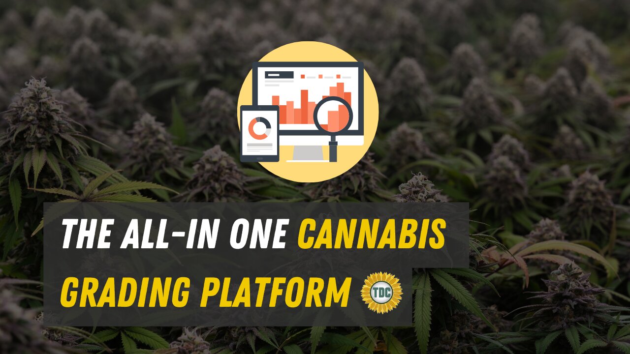 Revolutionising Cannabis Evaluation: TDC Grading Platform