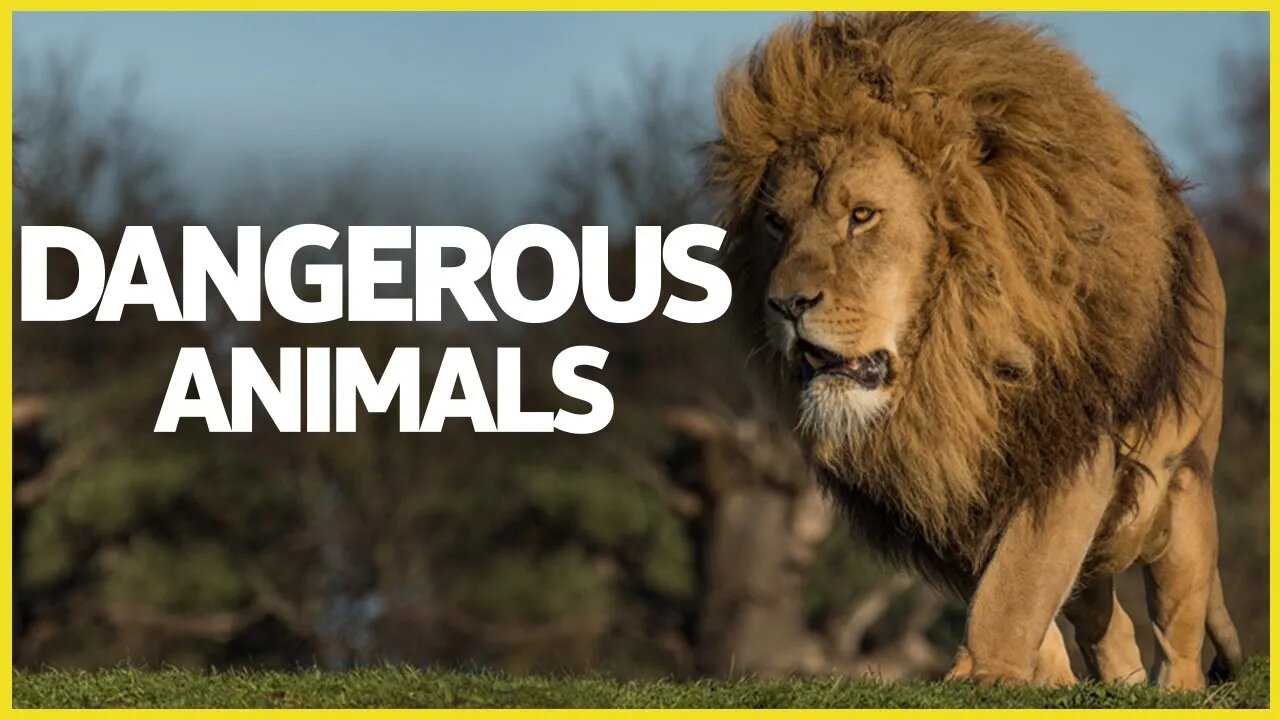 DANGEROUS ANIMALS IN THE WORLD | 10 MOST DANGEROUS ANIMALS IN THE WORLD ...