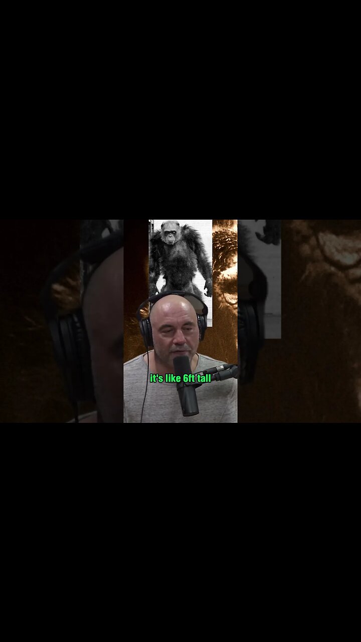 Exploring the Congo's Bondo Ape, the Giant Chimp - Joe Rogan