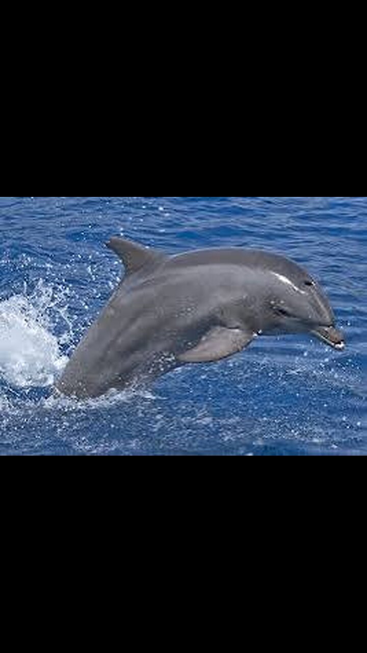 Dolphins 🐬Are Cute But Deadliest Fish In The World