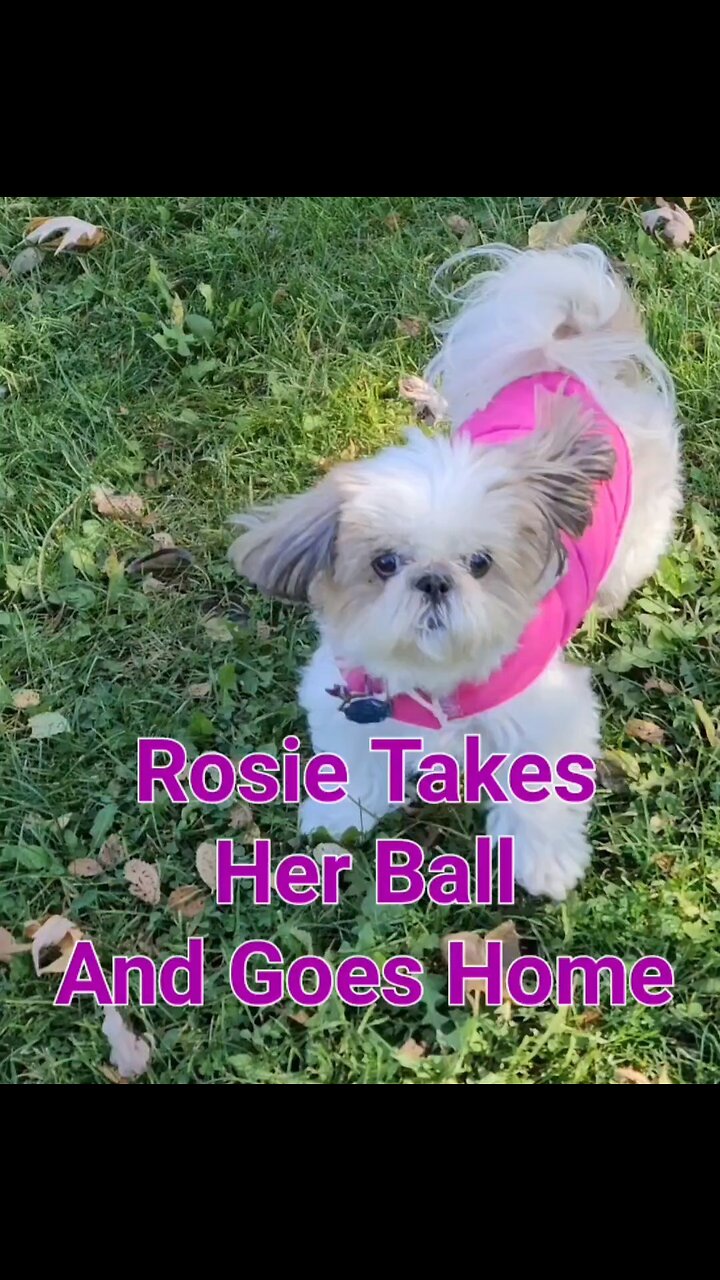 Rosie Takes Her Ball And Goes Home (Featuring Rosie The Shihtzu)