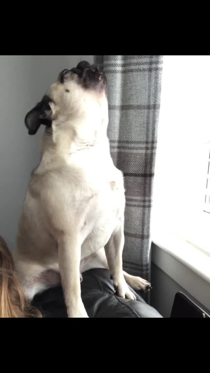 Howling Pug Gives A Hilarious Husky Impression