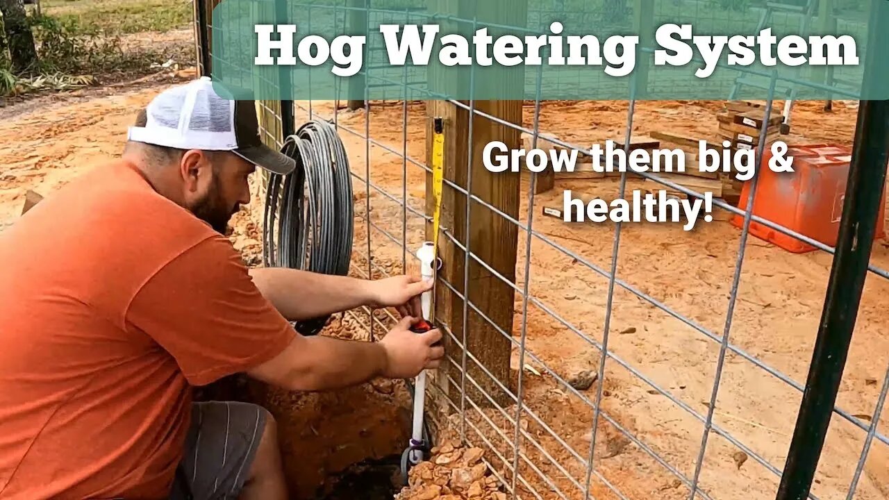#Hog Nipple Tree | How to build a hog watering system for all ages and ...