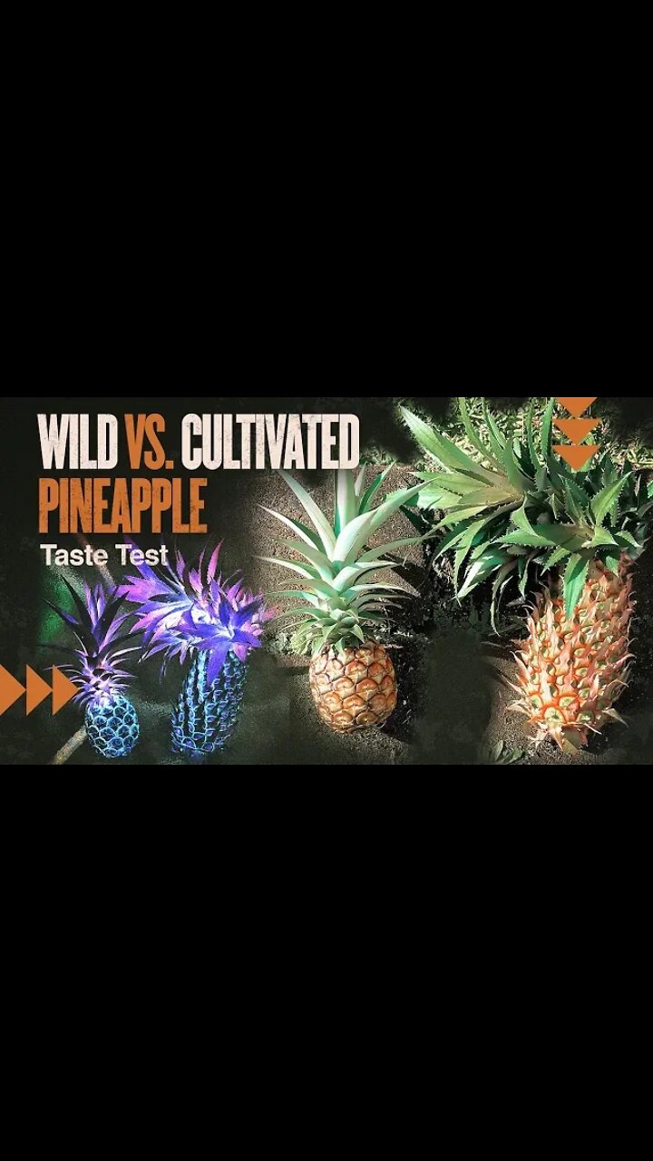 Wild vs. Cultivated Pineapple
