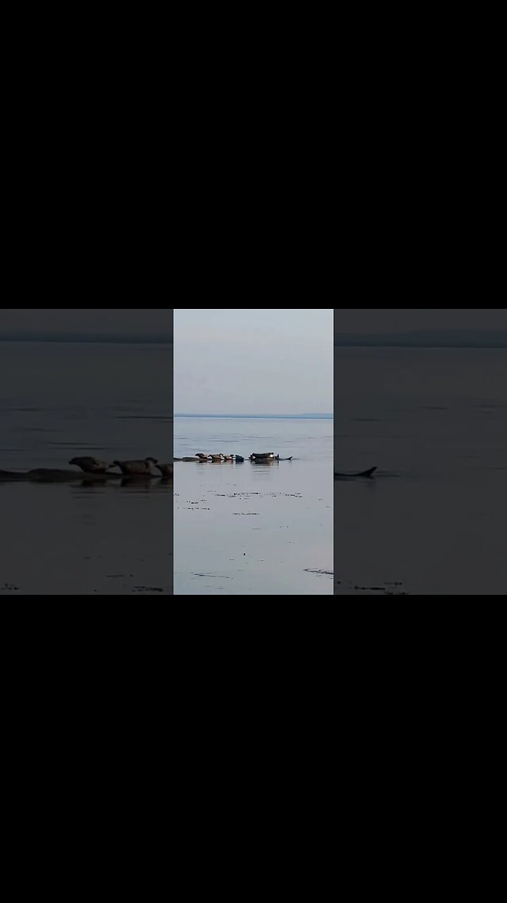 Seals Loafing Around a Beach 🦭