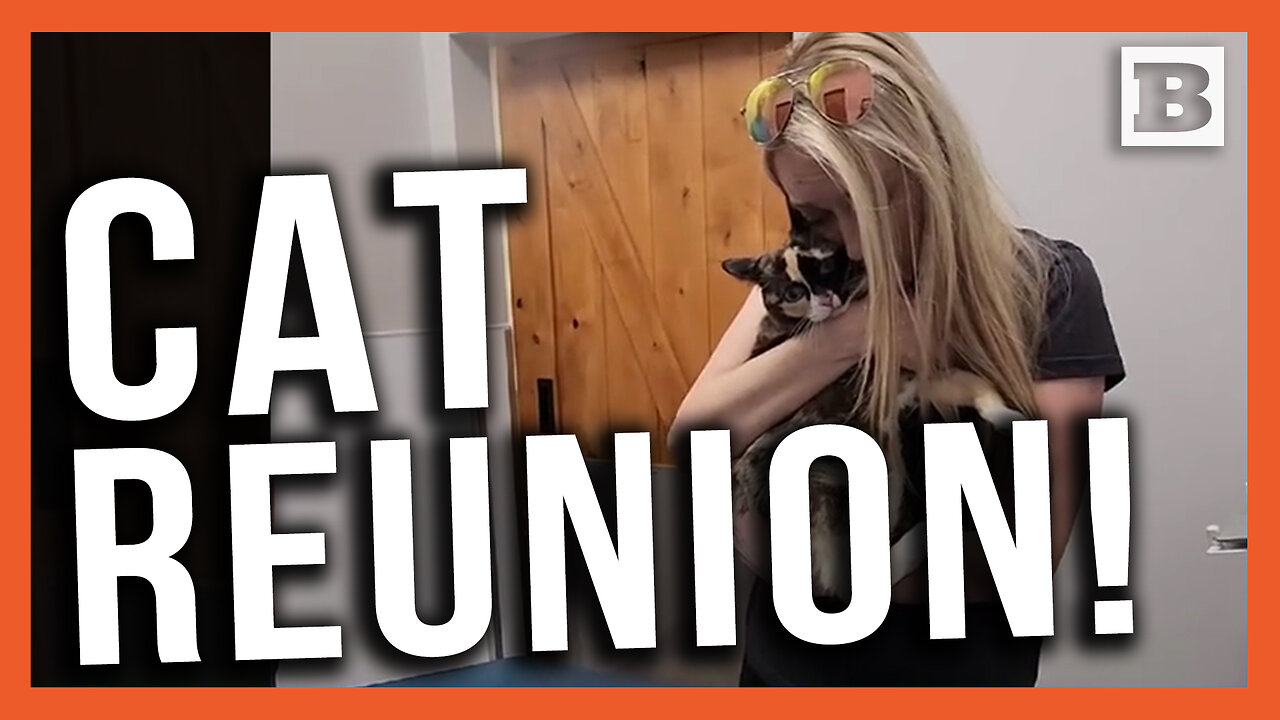 Going Postal! Cat Reunited with Her Owners After Being Accidentally ...