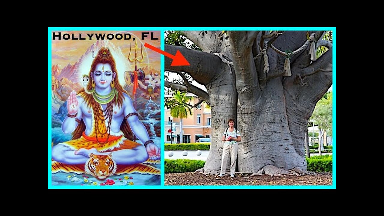 KALPAVRIKSHA TREE LOCATED - The Holy Wood of Hollywood, FL (Full ...