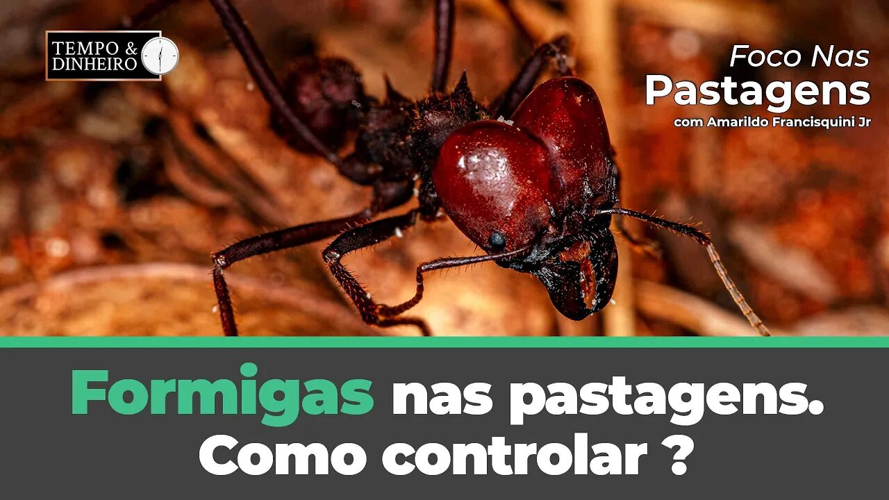 Formigas nas pastagens. Como controlar ?Saiba em Foco nas Pastagens