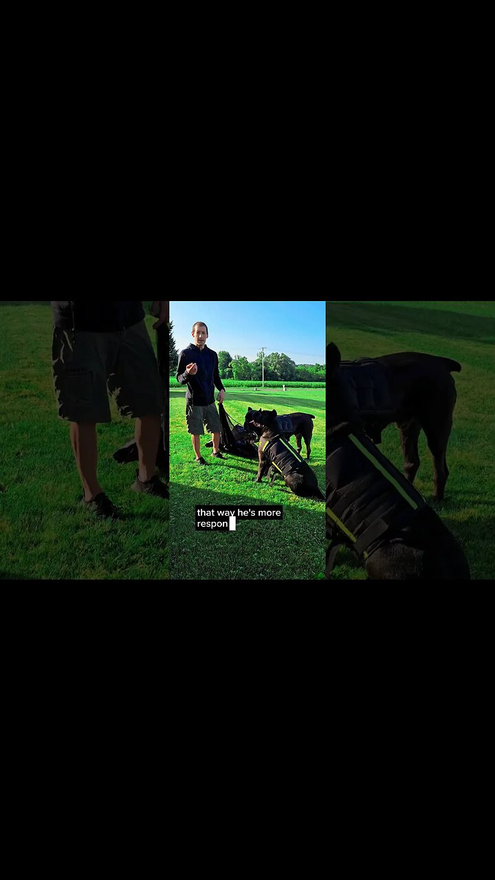 Cane Corso XDog Weight Vest & Parachute First Try #shorts #dog