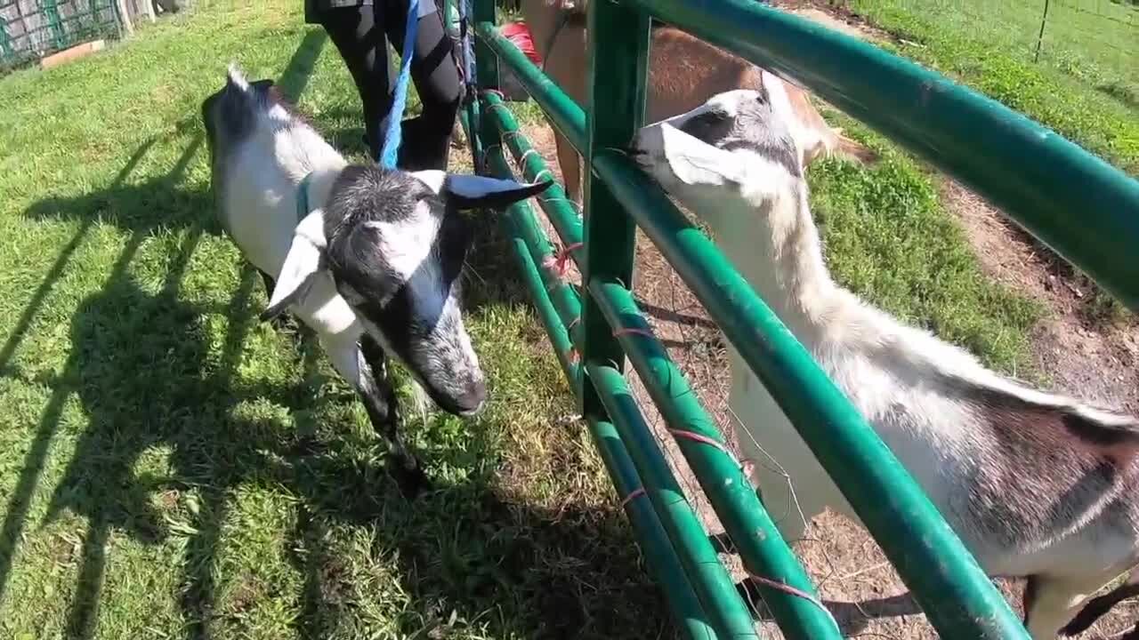 Let's Goat Buffalo puts their goats to work getting rid of invasive ...