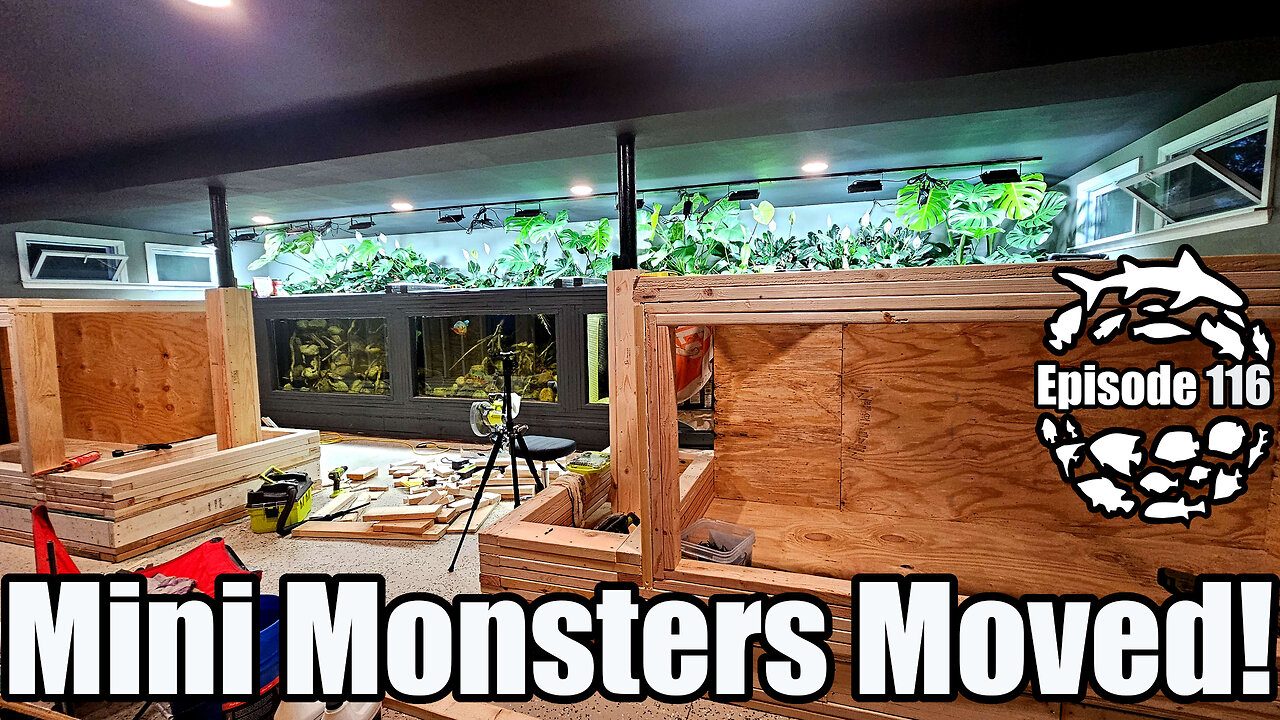 Mini Monster Fish Moved to the 4500 Gallon Xingu River, Plus Huge ...