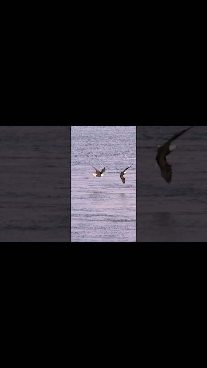 Eagle Catching a Fish Symbolizes Pagan Strength and Victory over ...