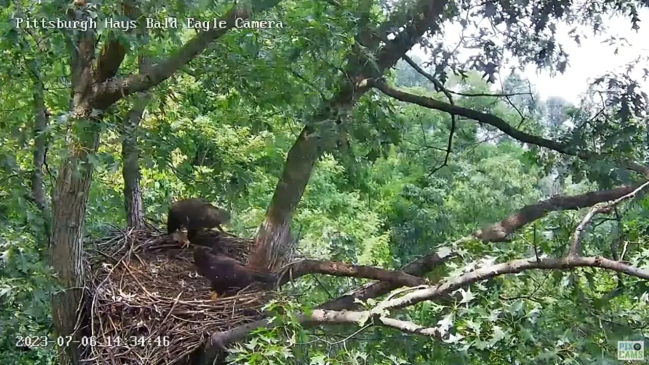Hays Eagles H19 steals fish from H20 (H20 has a full crop)! 07-06-2023 ...
