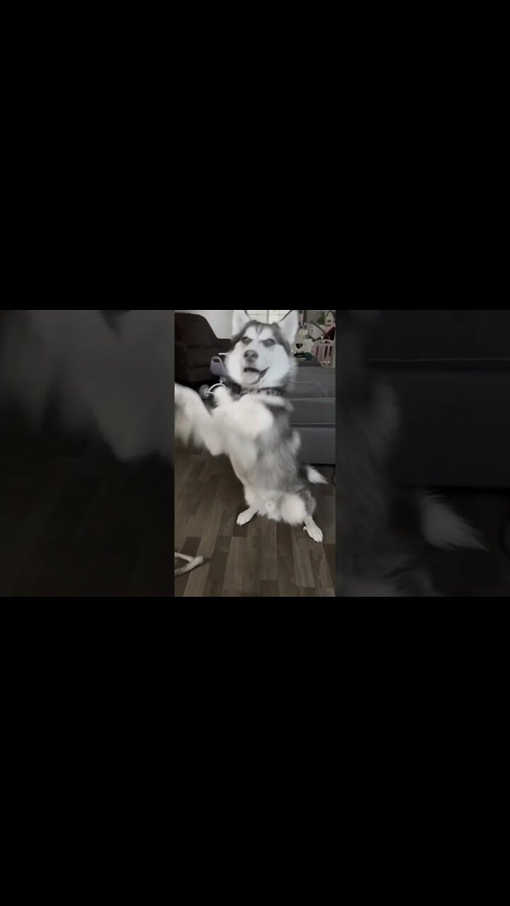 Wednesday Dance The Dog Version