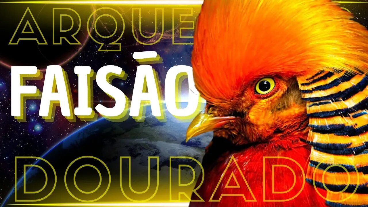 Subliminal Arquétipo Faisão Dourado. Desbloquear a energia do dinheiro ...