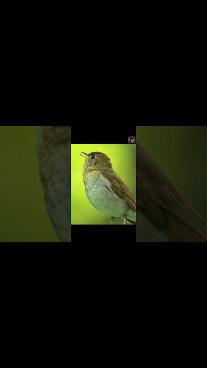 The Veery Thrush Bird Facts #shorts #interestingfacts #animals #birds