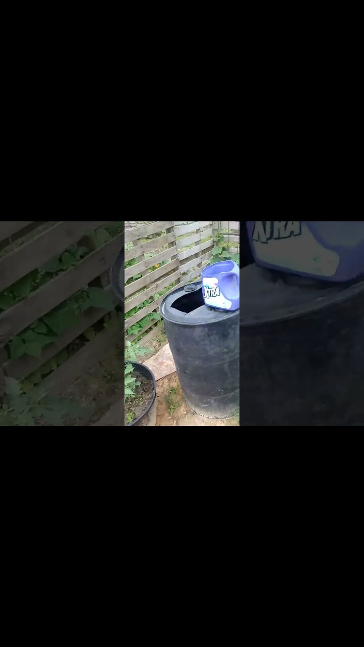 #diy #garden #zucchini #straightneck squash #tomato