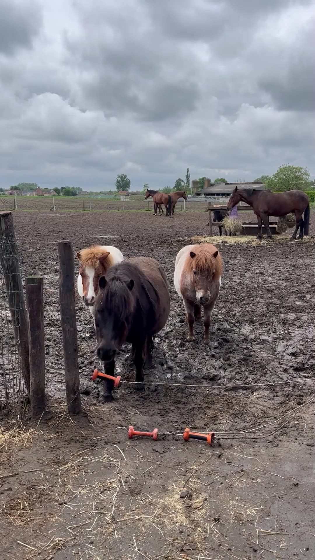 Shetland Pony Patiently Bypasses Electric Fence