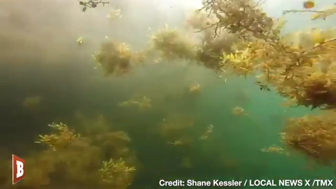 Breitbart News - CREEPY! Massive Seaweed Blob Floats over Divers Off ...