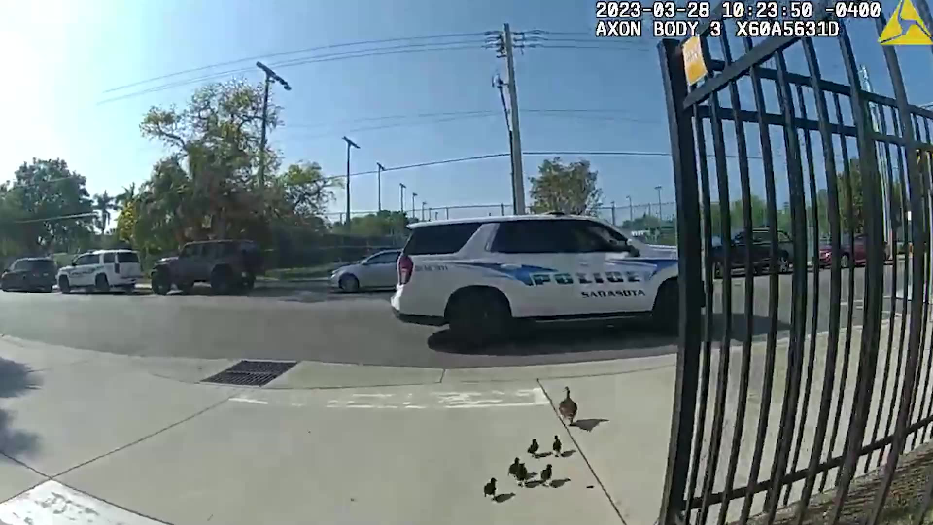 Good Samaritan Cop Helps Lost Family Of Ducks Reunite With Their Flock ...