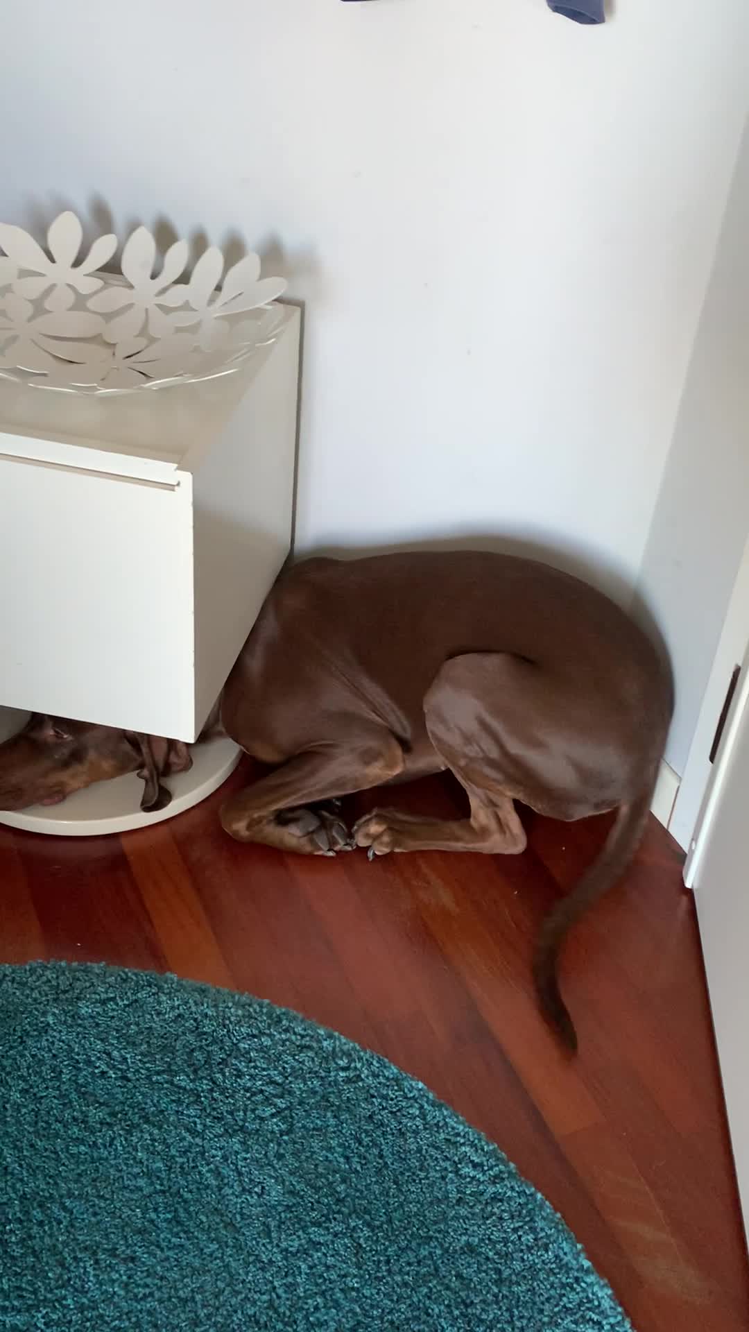 Guilty Dog Tries to Hide